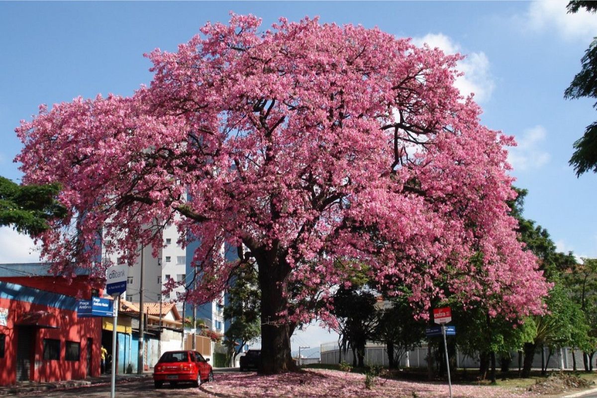 Paineira: Características dessa Árvore Majestosa